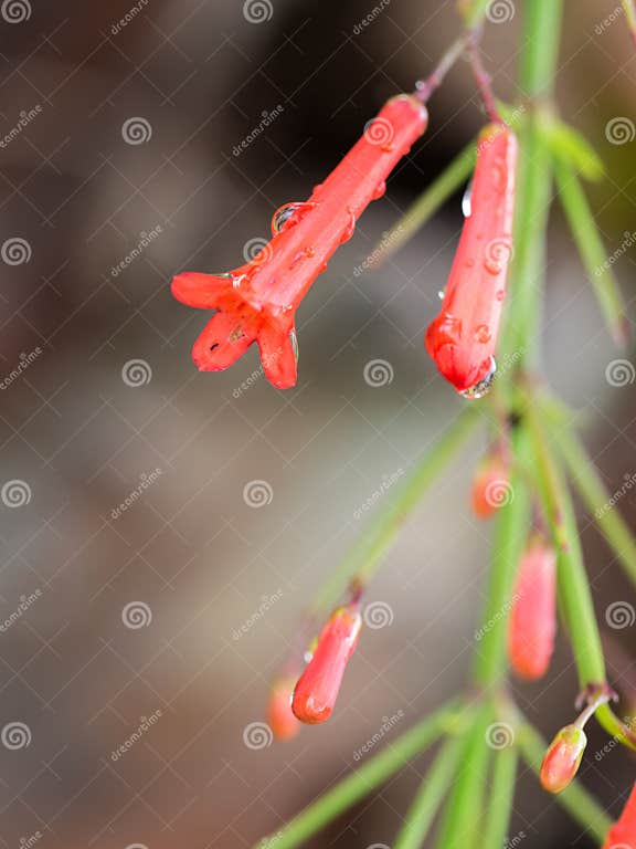 Red Firecracker Flowers Blooming Stock Image - Image of blossom, close ...