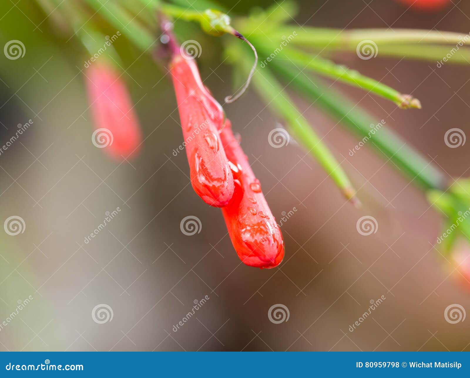 Red Firecracker Flowers Blooming Stock Photo - Image of closeup ...
