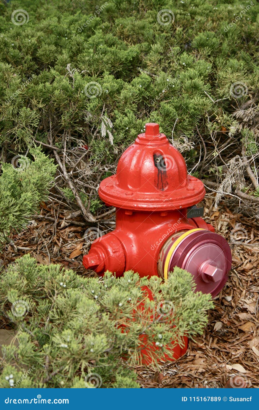 Red Firehydrant Sitting within Bushes and Surrounded with Mulch with a ...