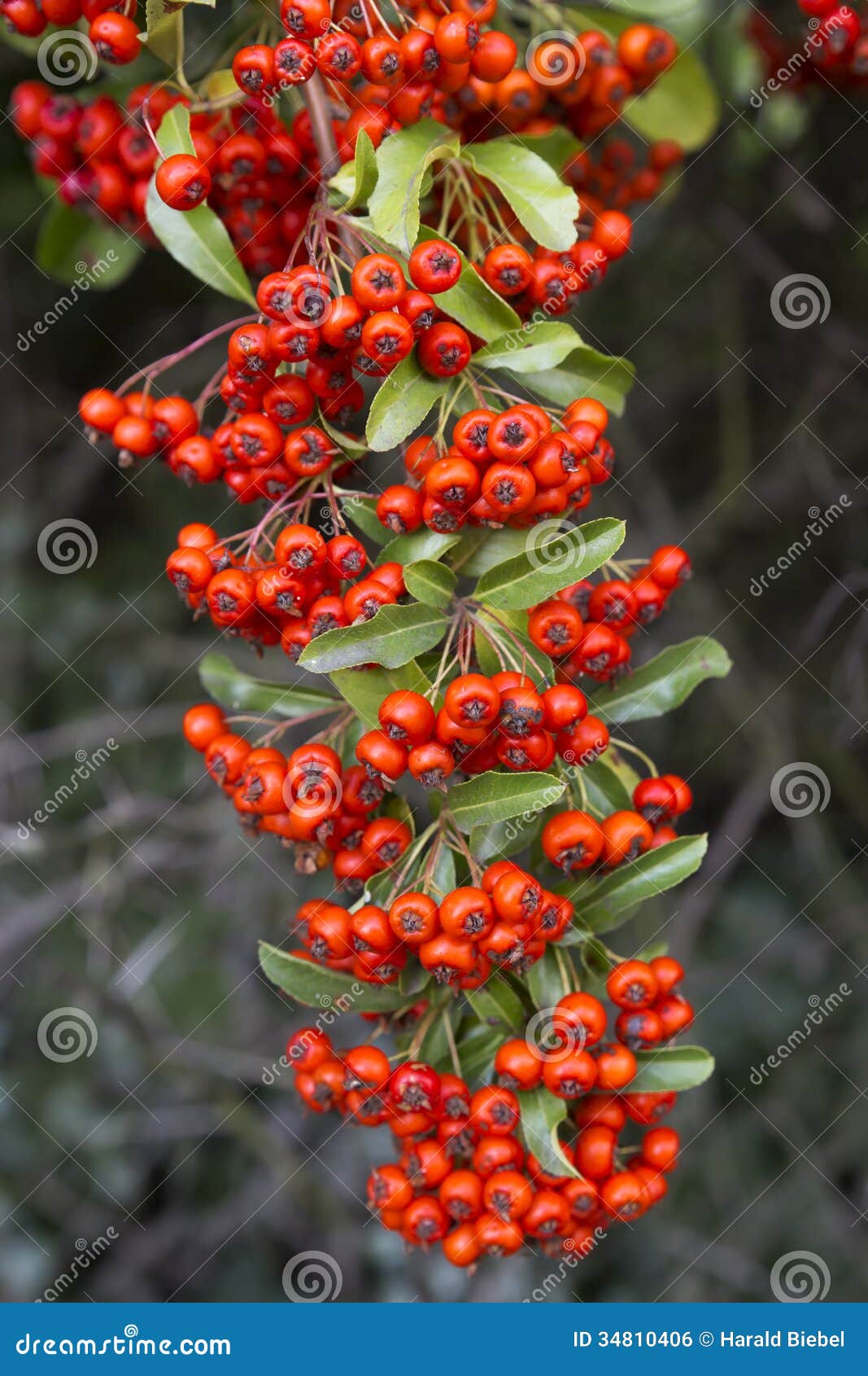 Red Firethorn (pyracantha) Fruits Stock Photo - Image of fruit, branch ...