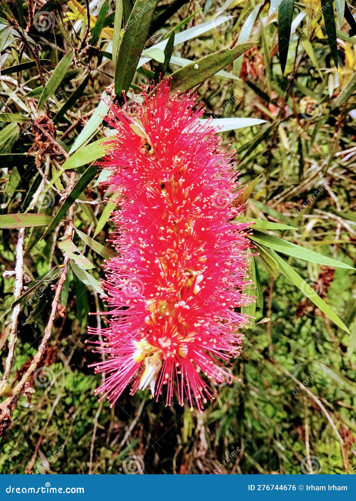 Red Firework flower stock photo. Image of flower, garden - 276744676