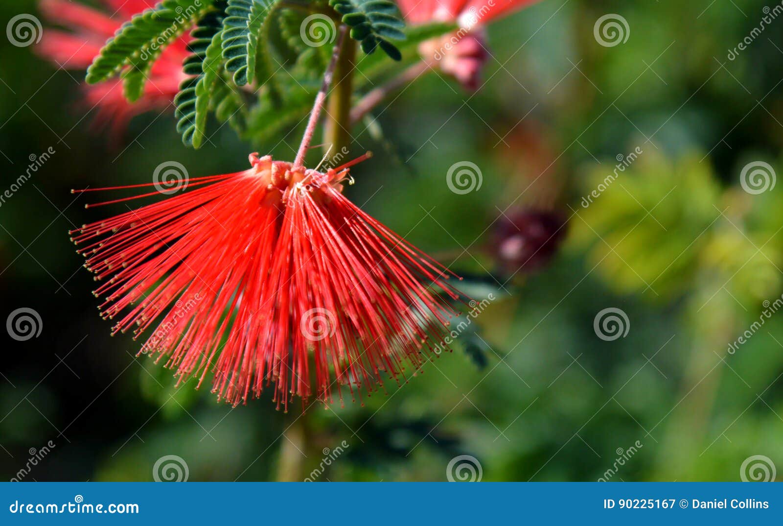 Red Firework Flower stock image. Image of tropical, wonder - 90225167