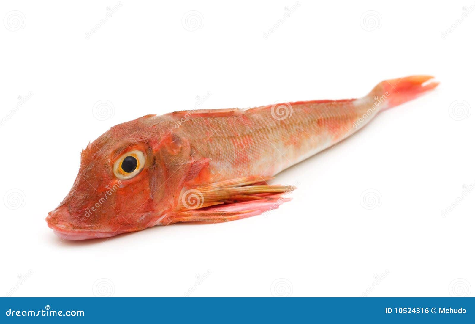 Red fish stock photo. Image of wild, roast, fresh, steam - 10524316