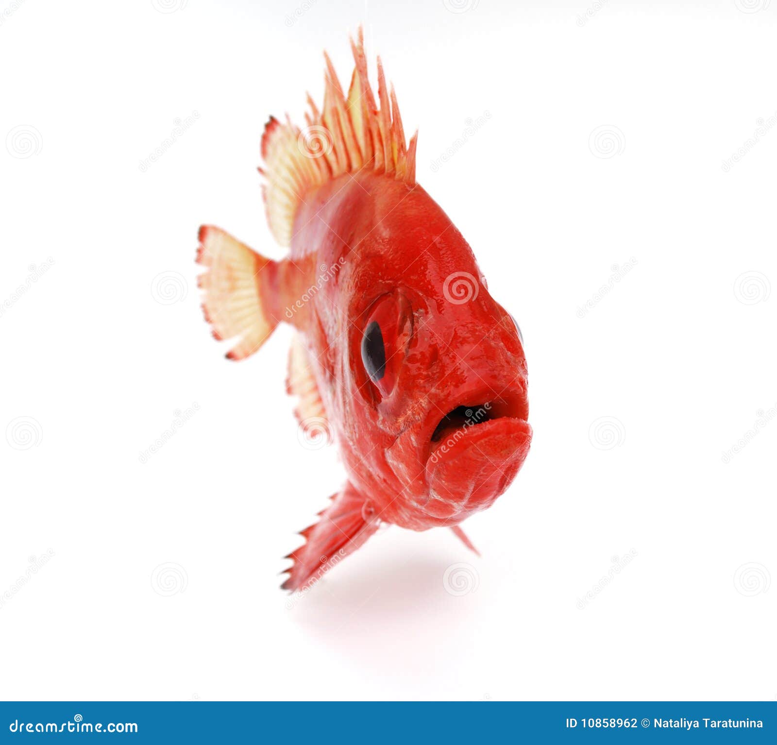 Red fish stock photo. Image of length, striped, full - 10858962