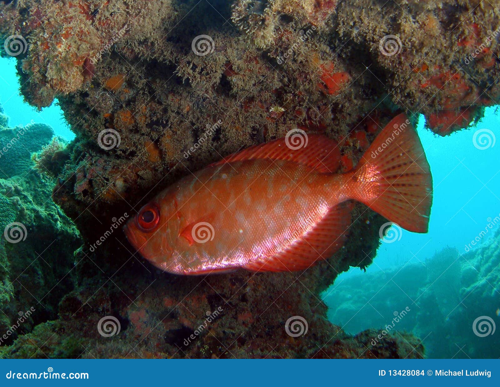 Red Fish stock photo. Image of snare, fish, light, marine - 13428084