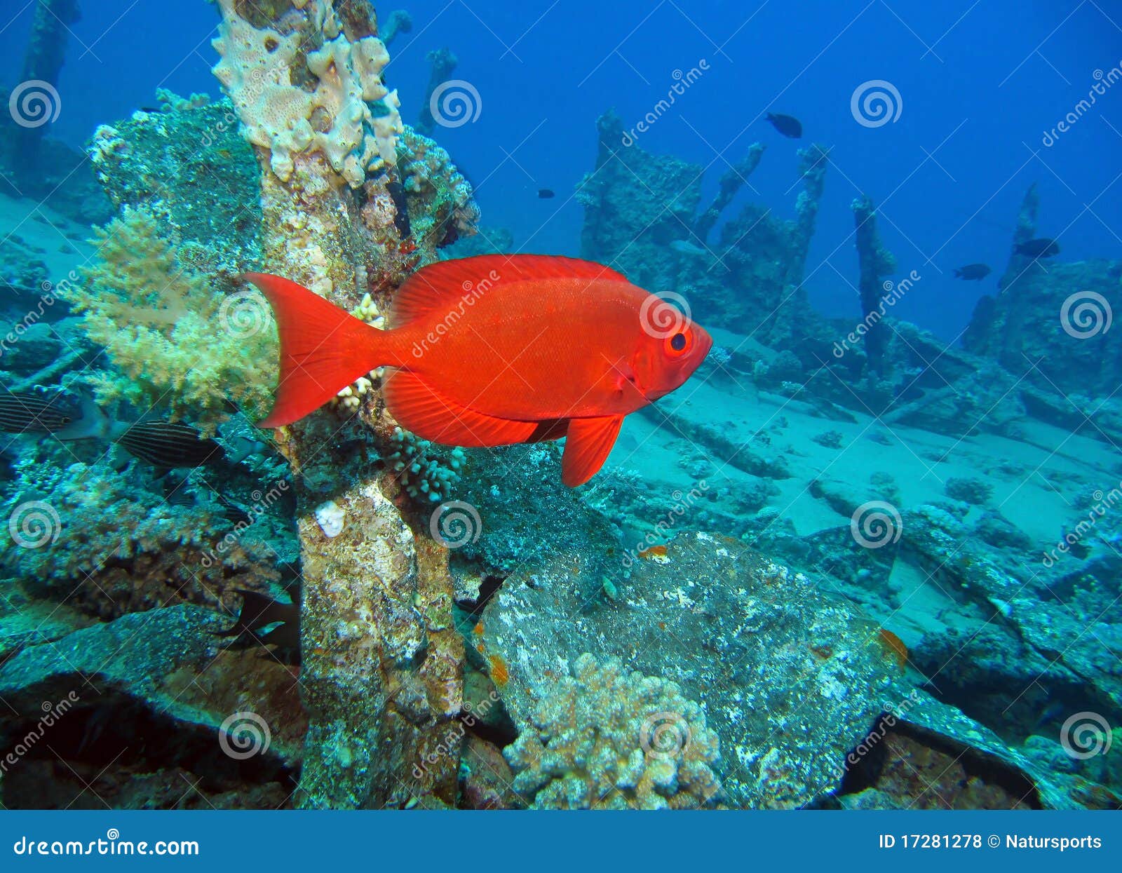 Red Fish stock photo. Image of ocean, aquarium, reef - 17281278