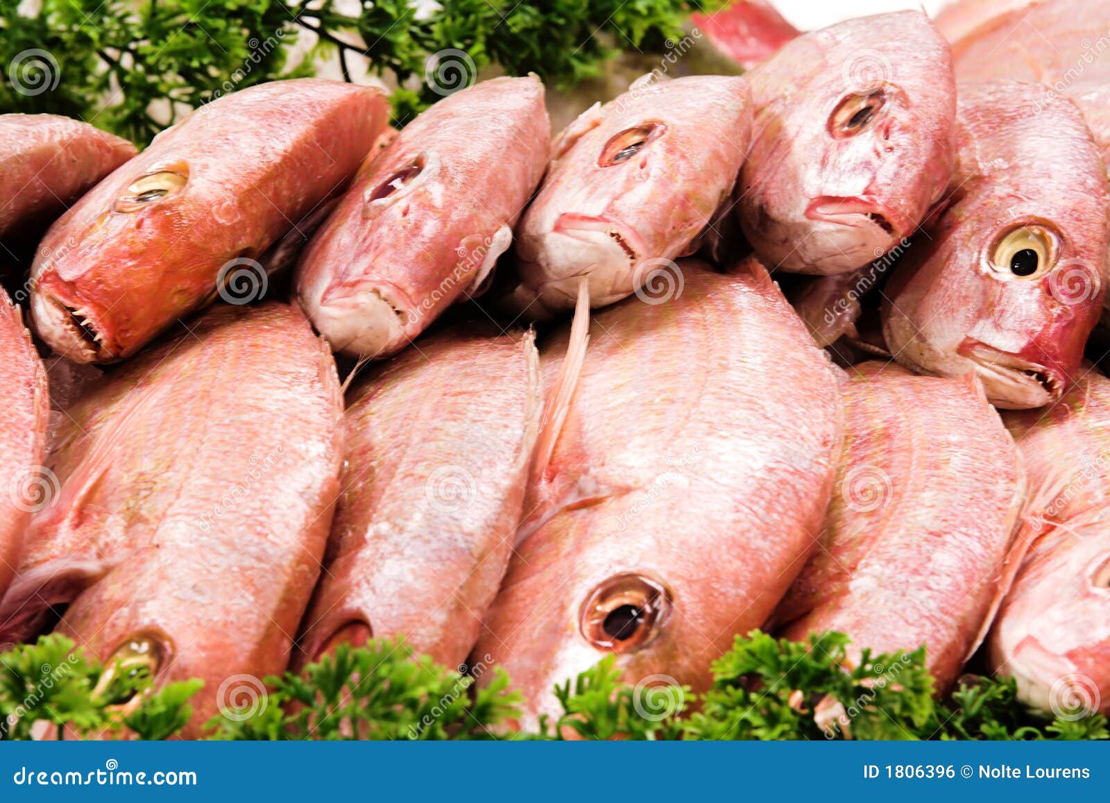 Red fish stock photo. Image of healthy, shiny, silver - 1806396