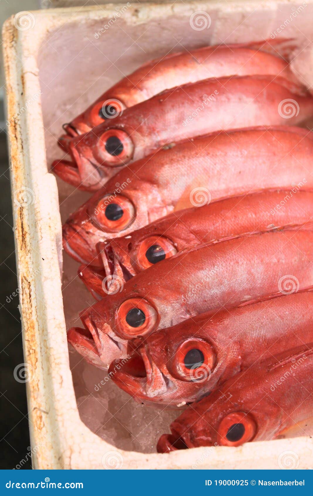Red fish stock image. Image of display, hygiene, distinct - 19000925
