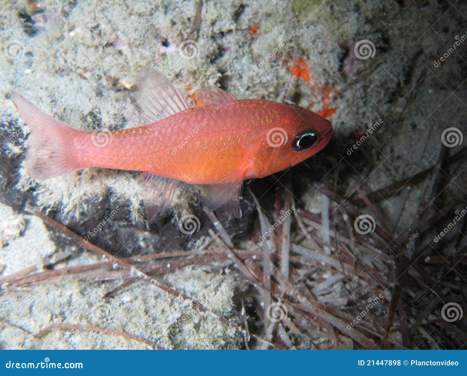 Red Fish stock photo. Image of nature, pisces, mediterranean - 21447898