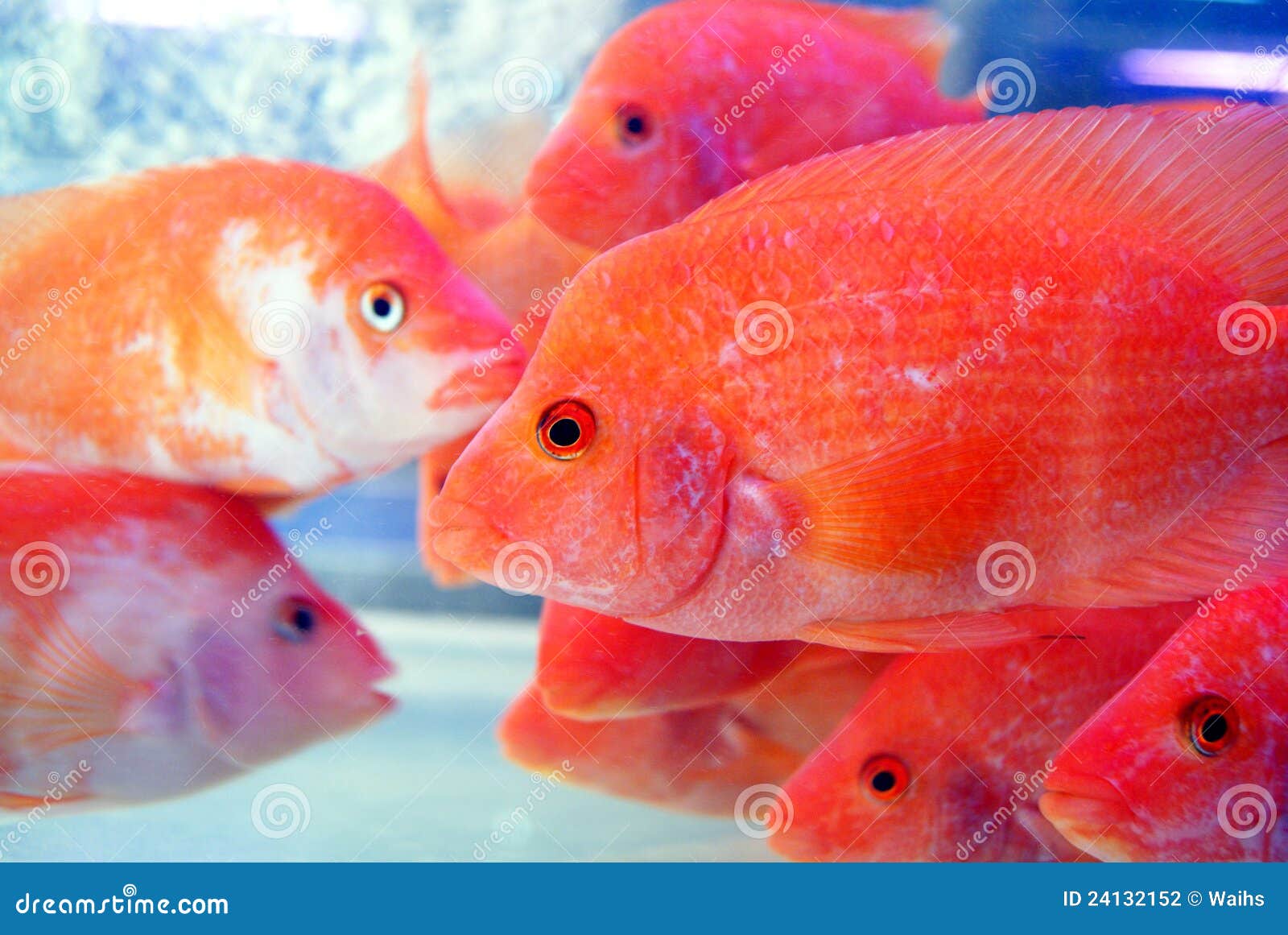 Red fish stock photo. Image of nature, organisms, ornamental - 24132152