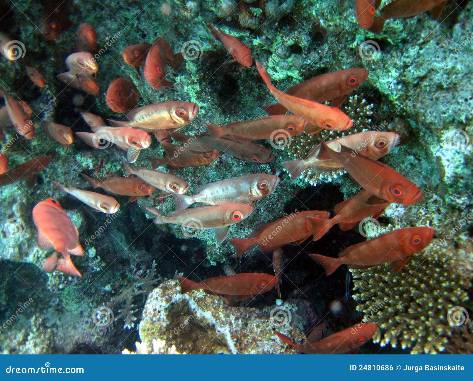 Red fish stock photo. Image of natyre, dive, saltwater - 24810686