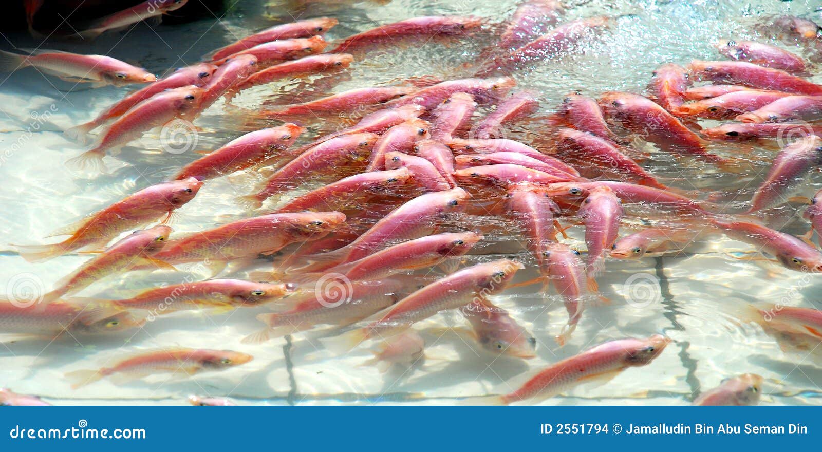 Red Fish Picture. Image: 2551794