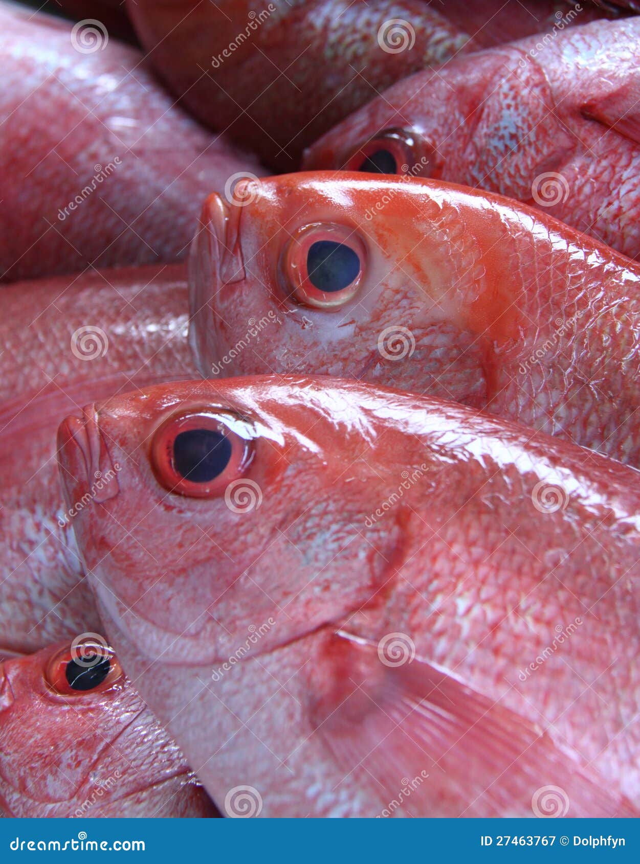 Red fish stock image. Image of seafood, food, pink, fresh - 27463767