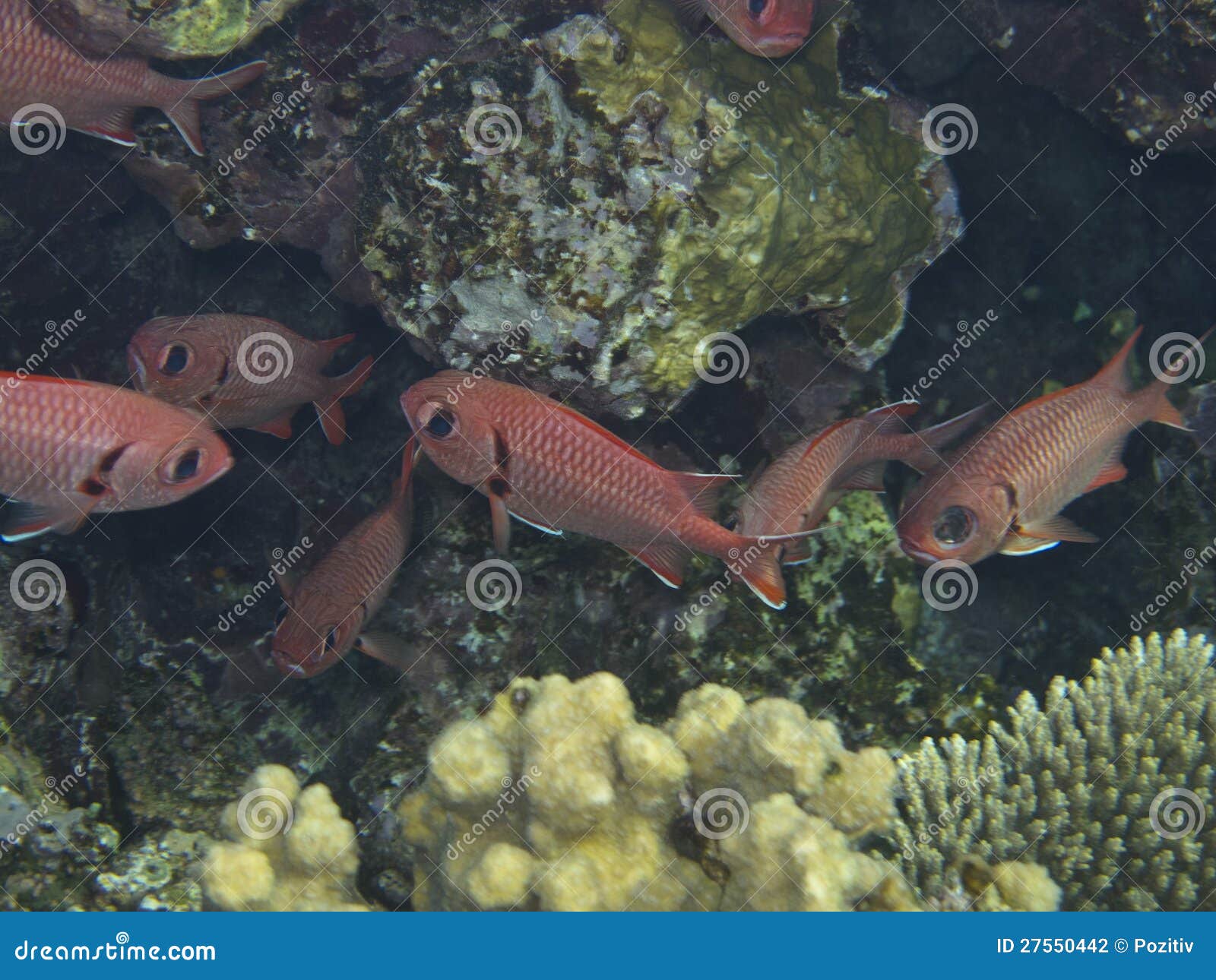 Red Fish stock photo. Image of coral, fish, underwater - 27550442