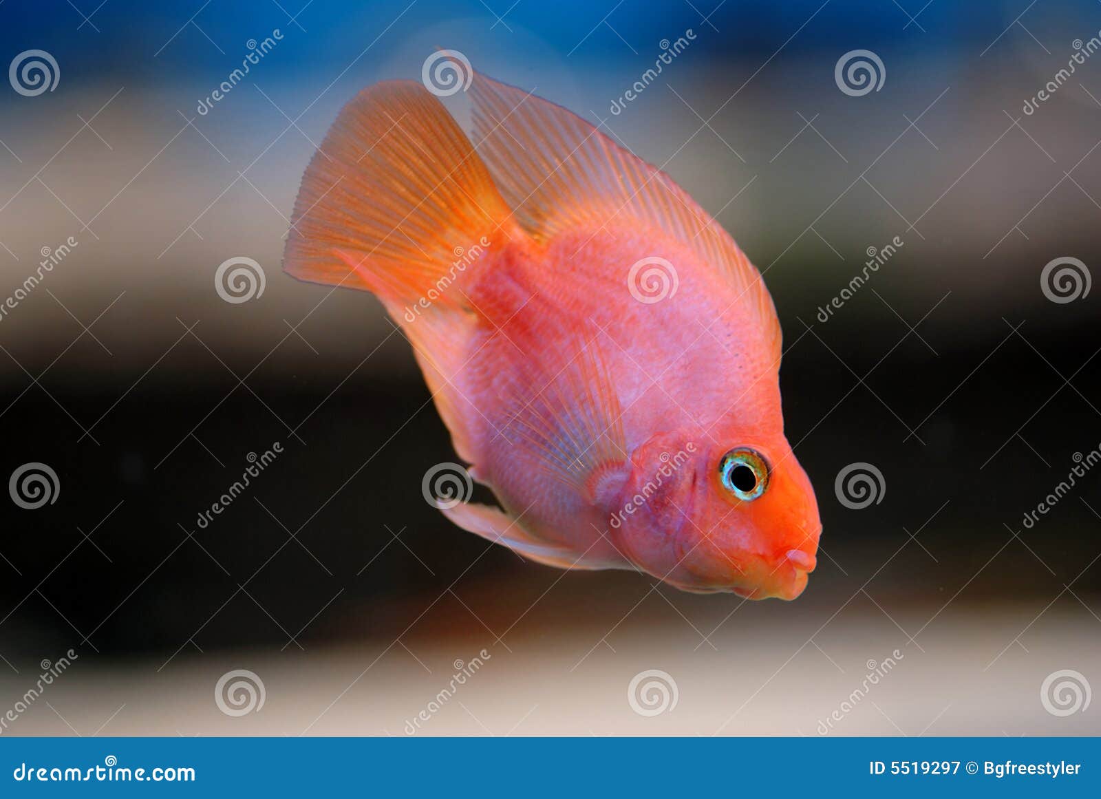 Red fish stock image. Image of amazon, river, heros, parrot - 5519297
