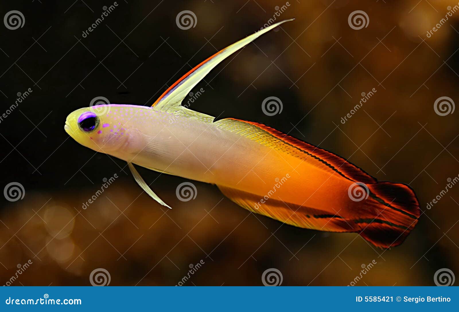 Red goby Fish stock image. Image of orange, fins, tropical - 5585421