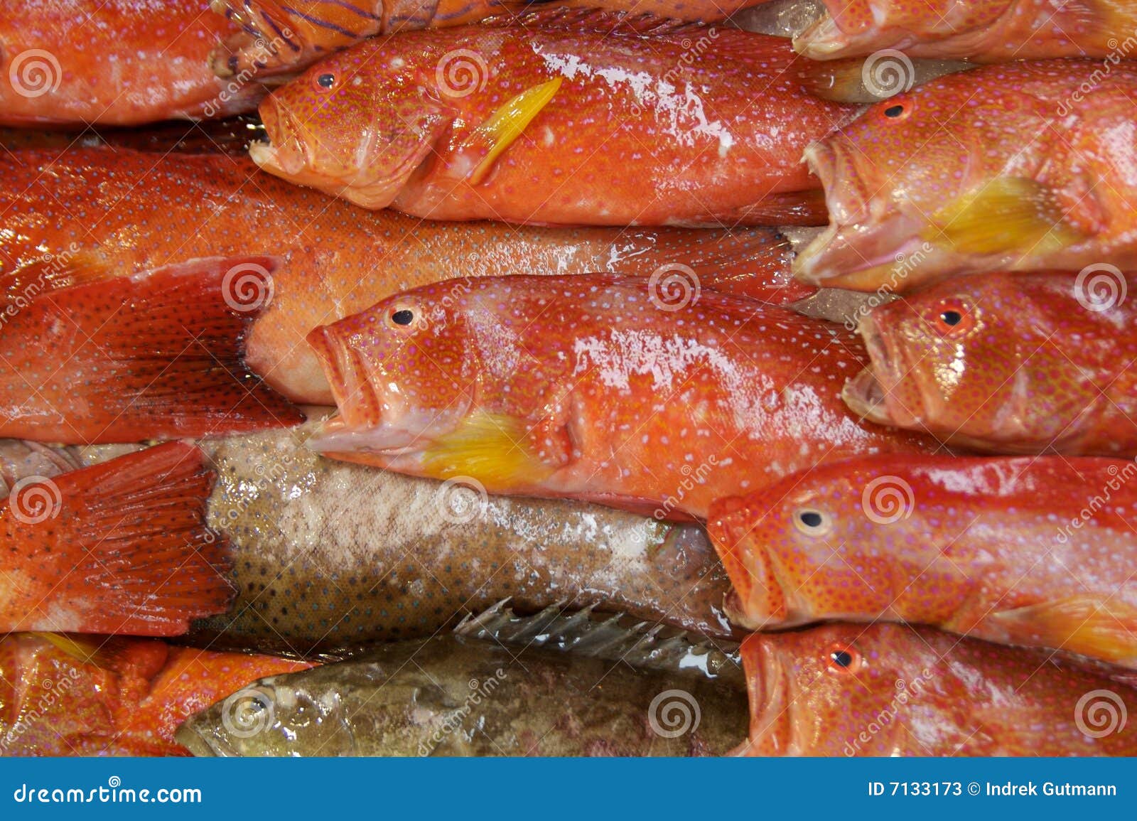 Red Fish stock image. Image of food, fresh, market, frozen - 7133173