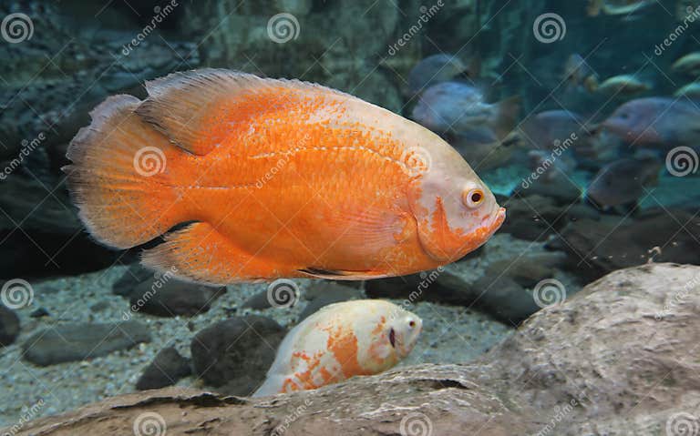 Red fish in aquarium stock photo. Image of colour, fish - 146418474