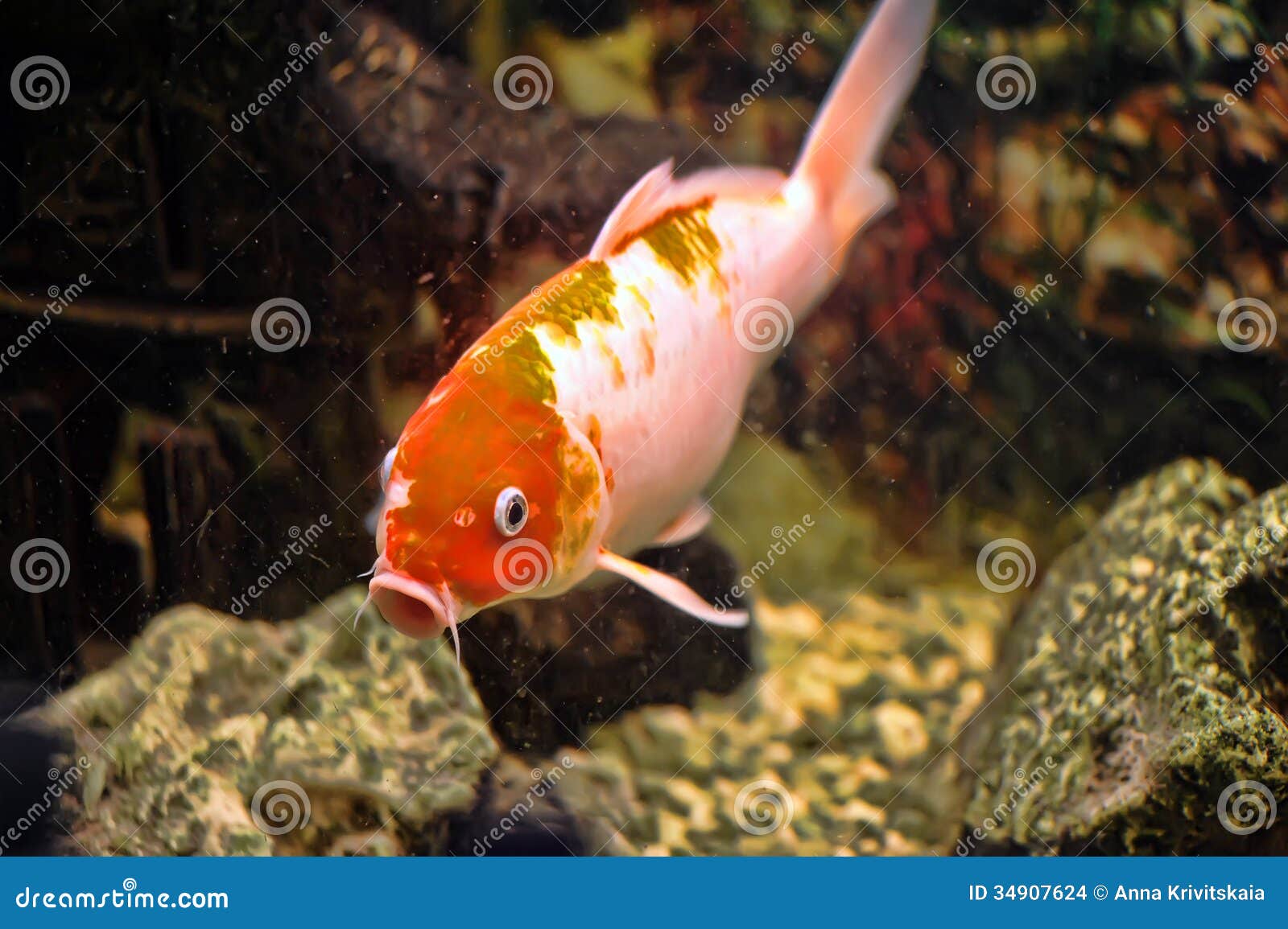 Red fish stock photo. Image of colourful, colored, creature - 34907624