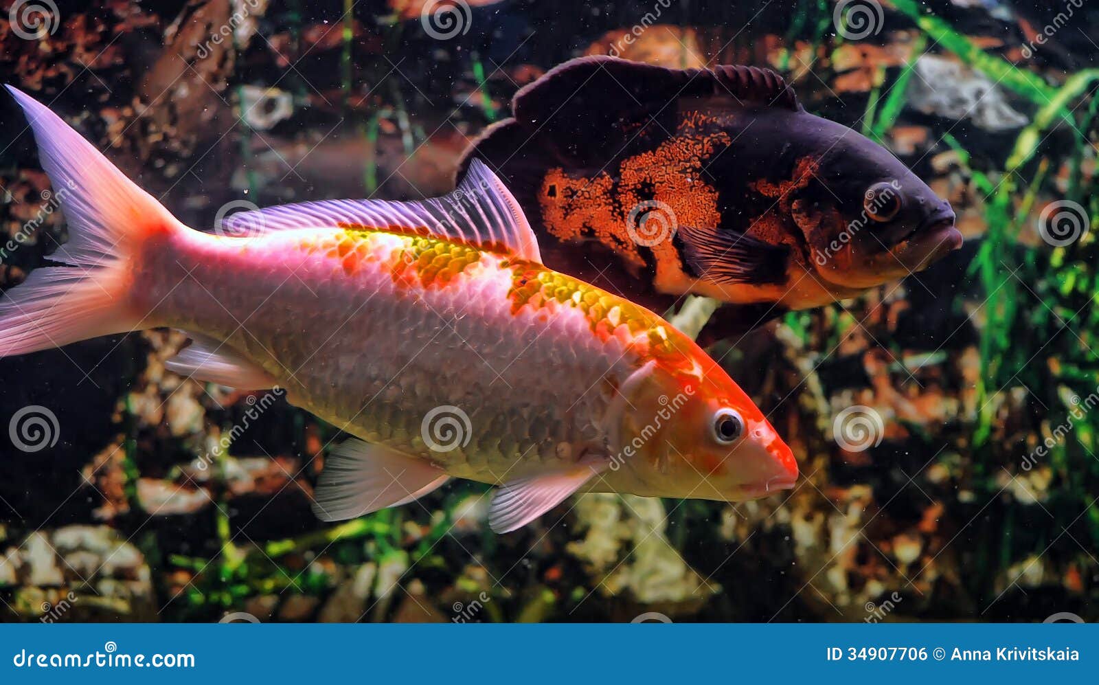 Red fish stock photo. Image of cichlid, decorative, color - 34907706