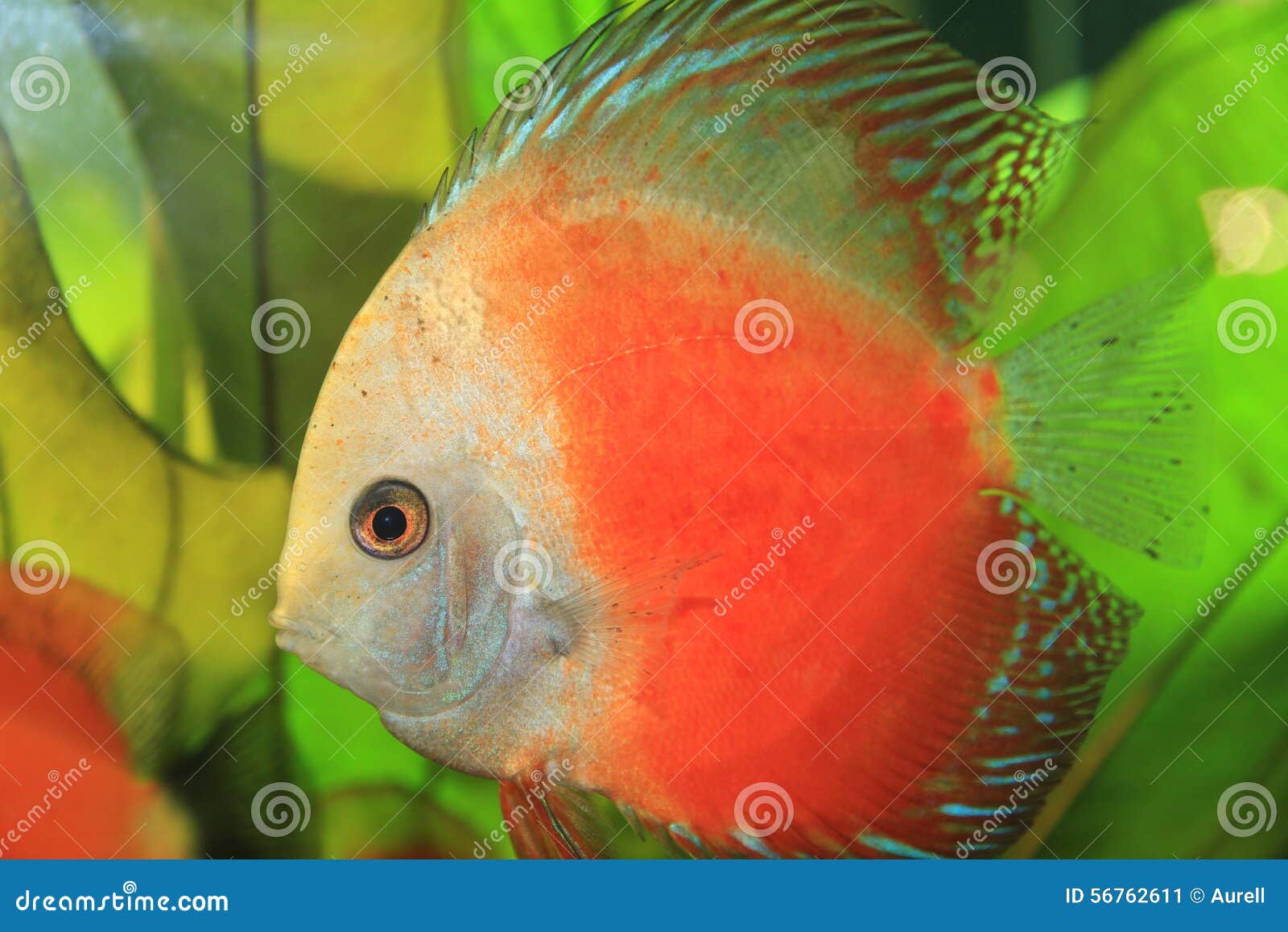 Red Fish stock image. Image of discus, lives, fish, fruit - 56762611