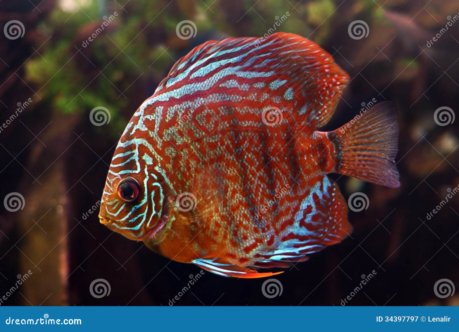 Red fish stock image. Image of seaweed, water, decorative - 34397797