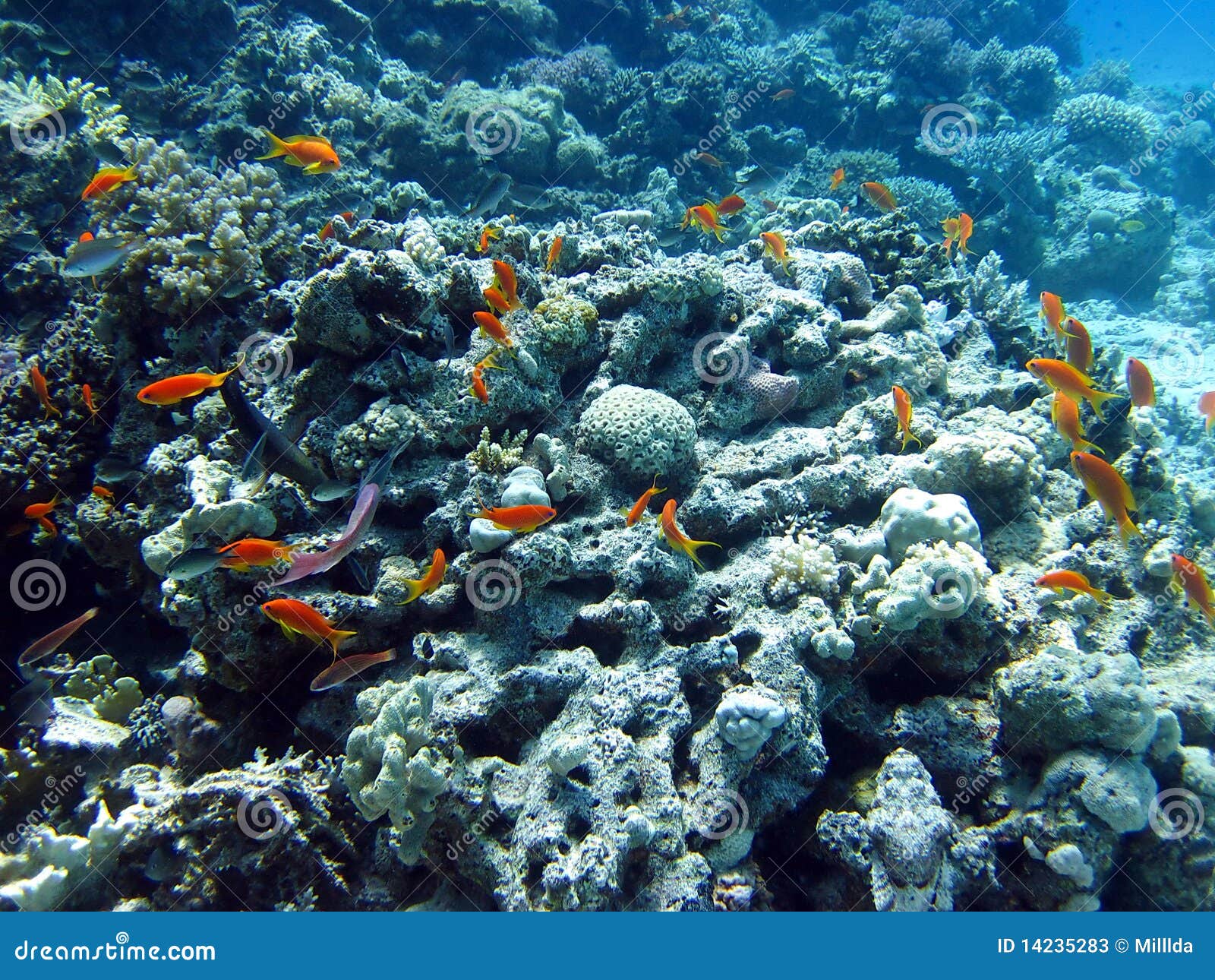 Red fish and coral reef stock image. Image of wildlife - 14235283