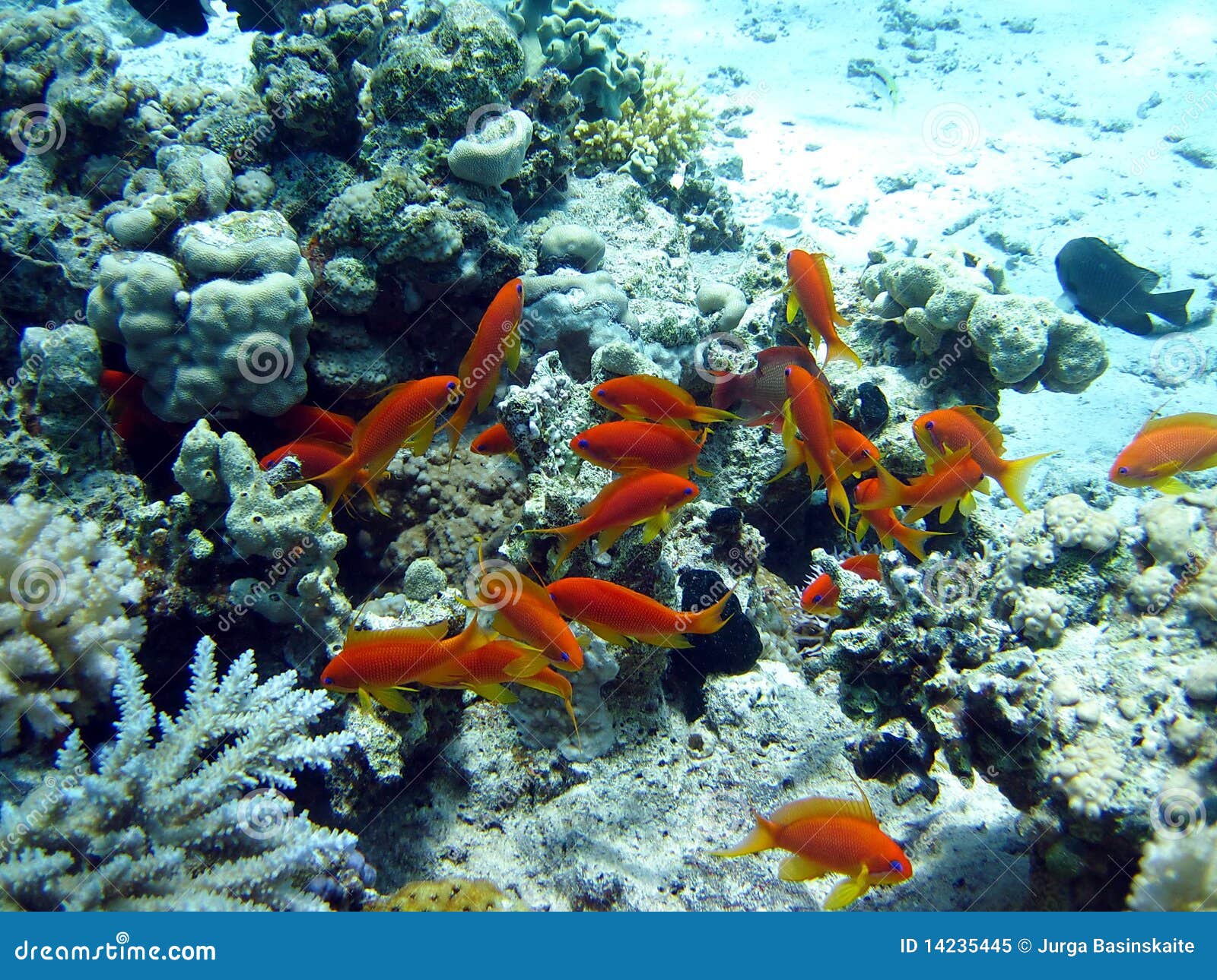 Red fish and coral reef stock image. Image of nature - 14235445