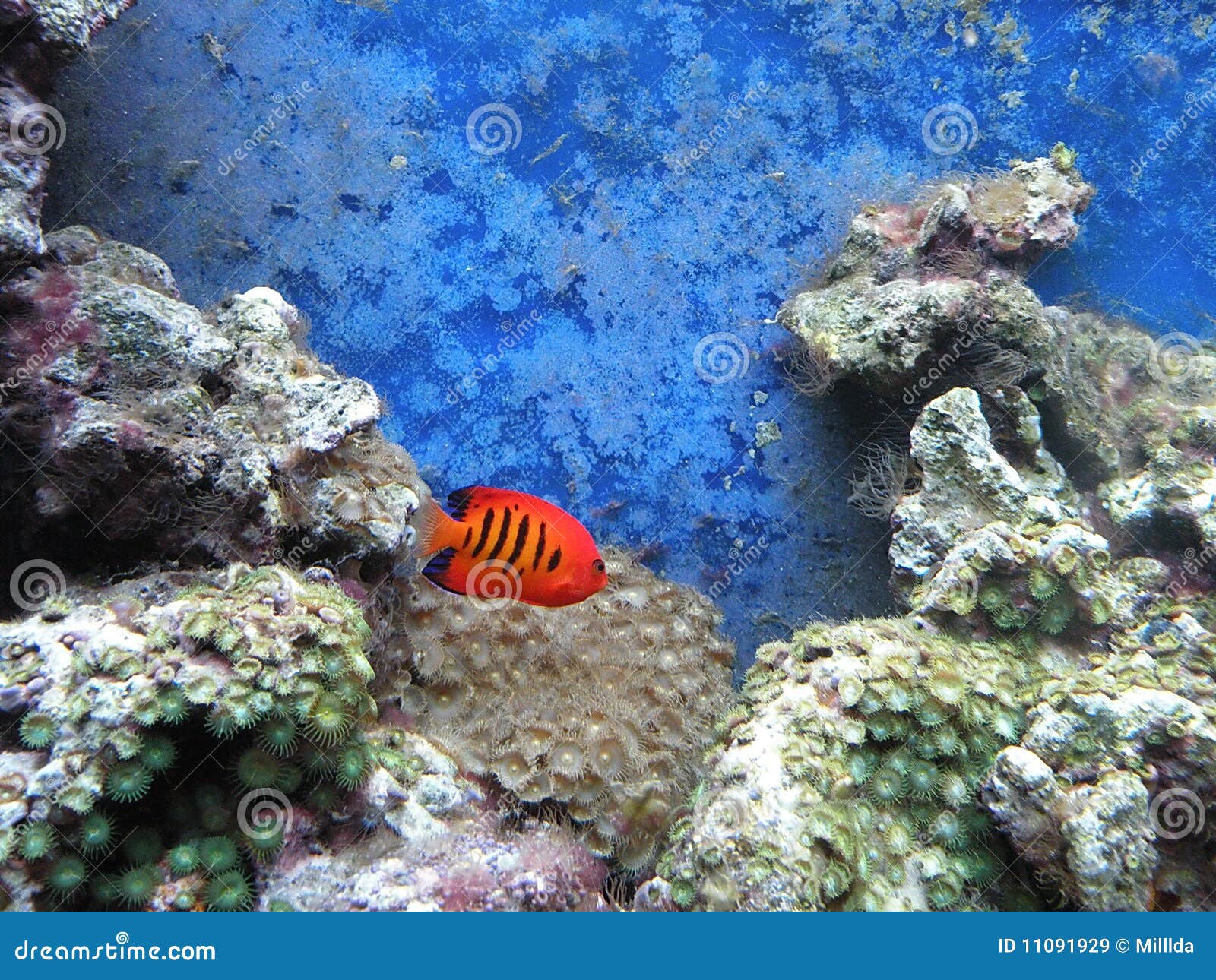 Red fish and corals stock image. Image of aqvarium, underwater - 11091929