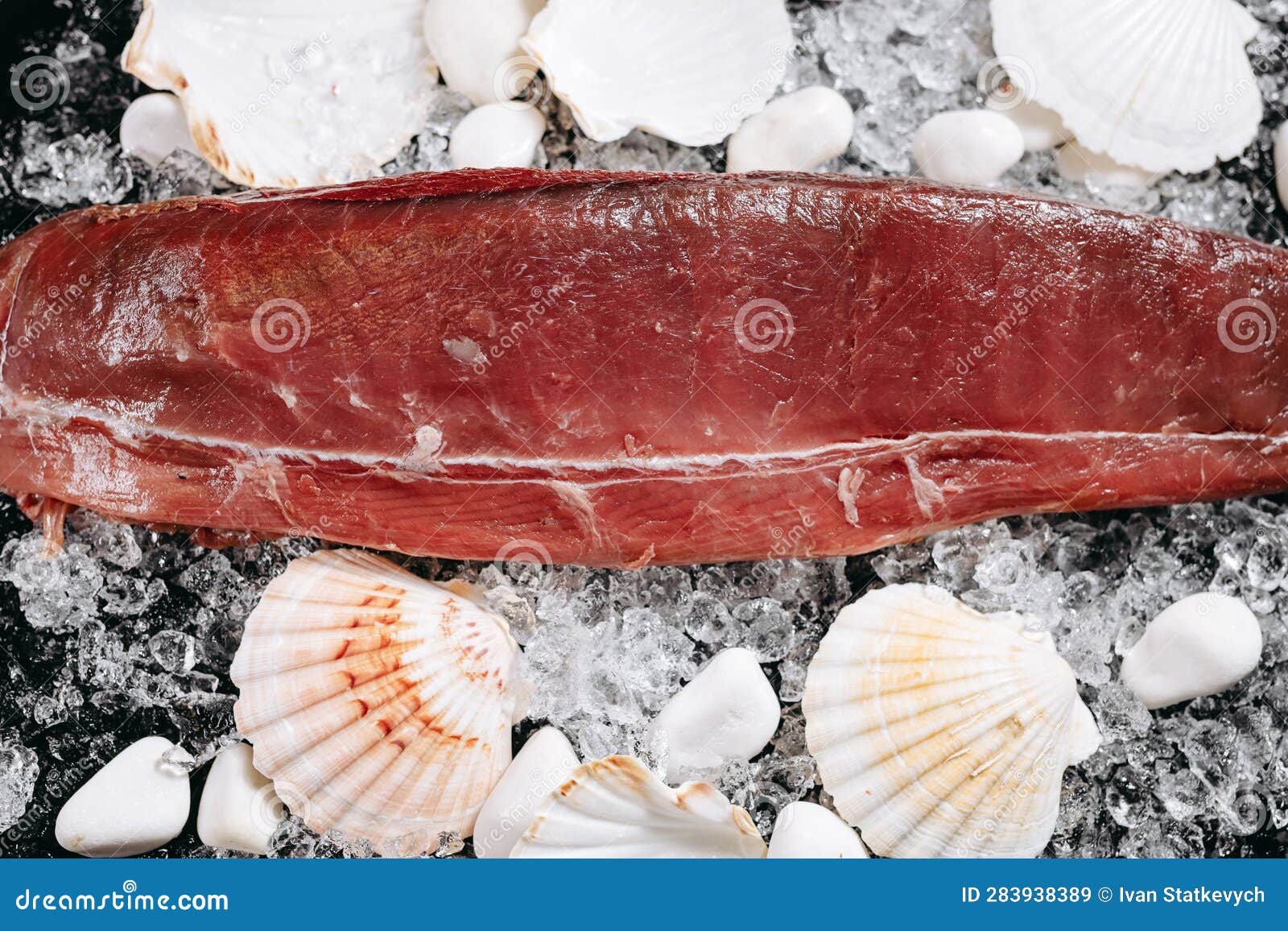 Red Fish Fillet with Shells and Pebbles on Ice Stock Image - Image of ...