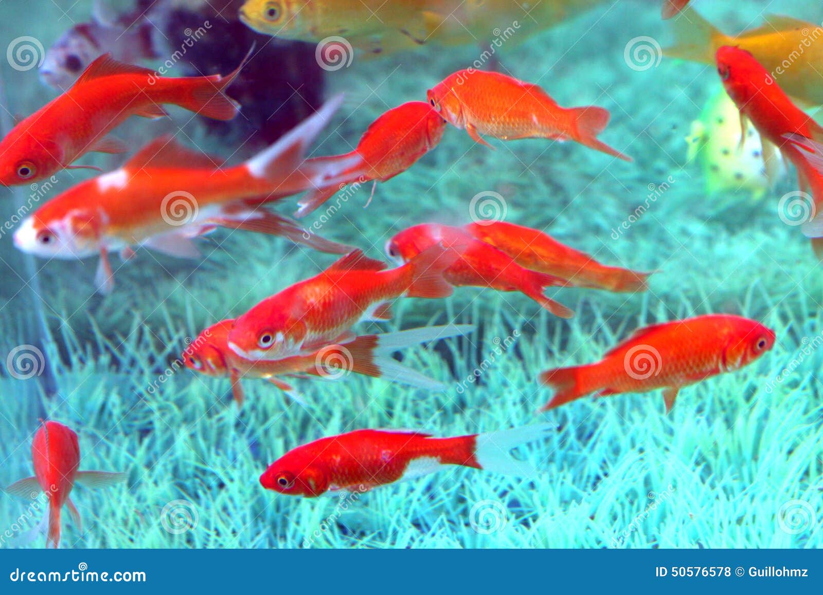 Red fish stock photo. Image of fishes, animal, aquarium - 50576578