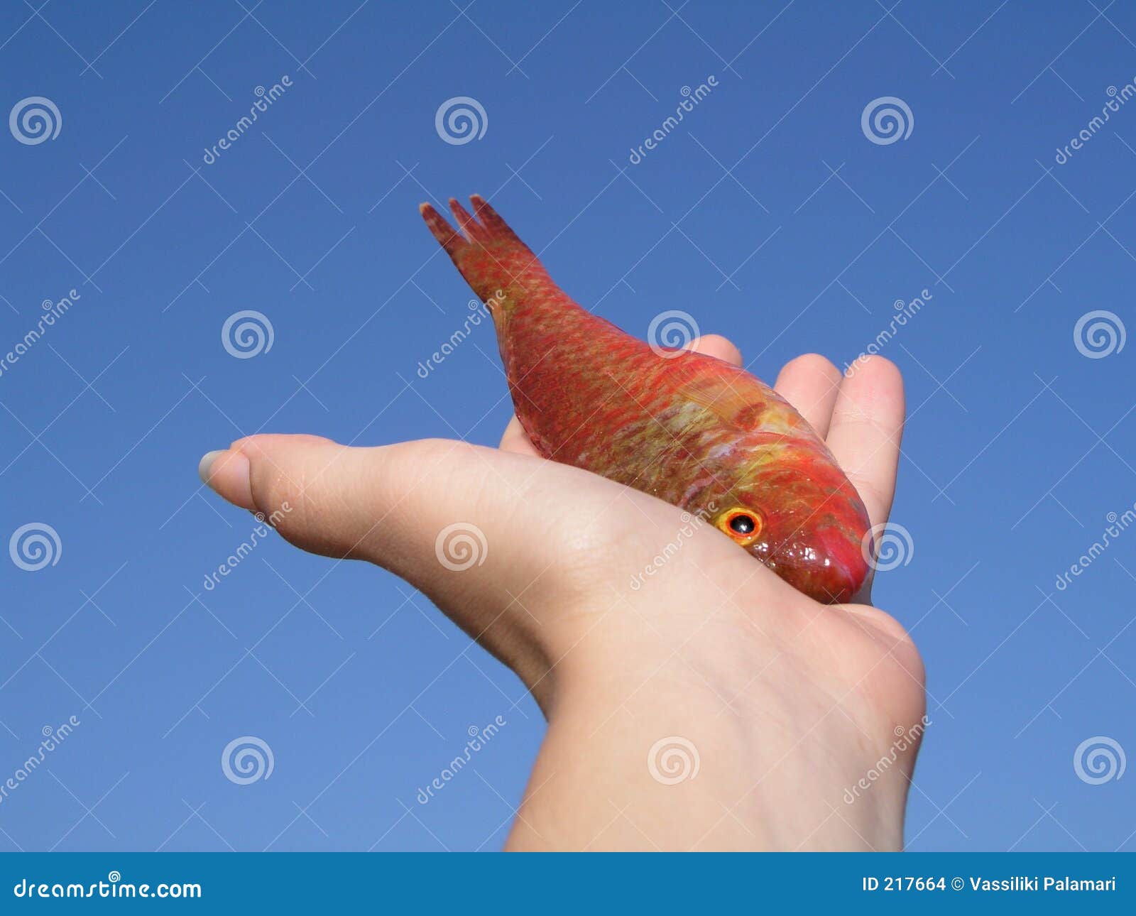 Red fish in hand stock photo. Image of bright, ocean, nature - 217664