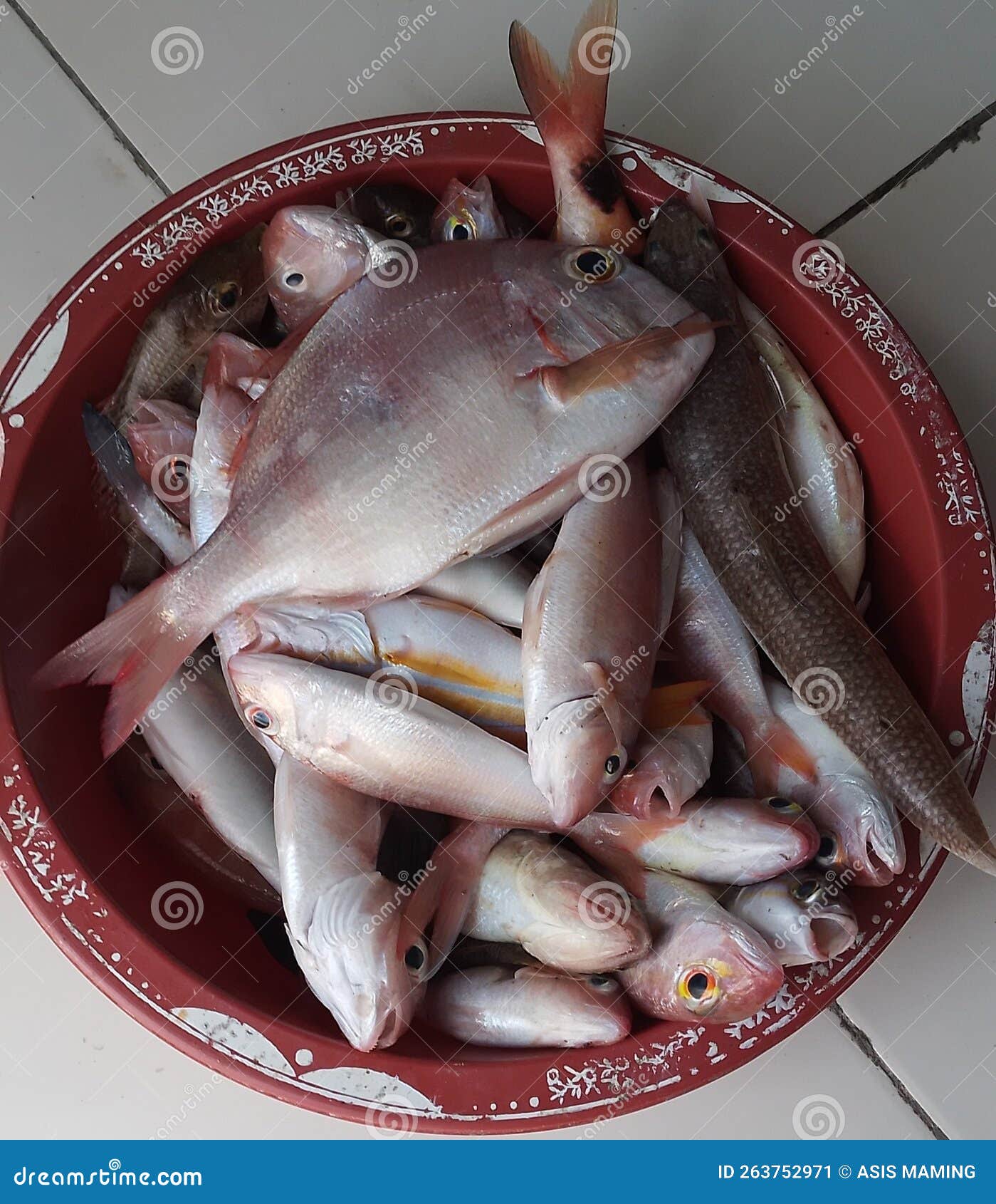 Red Fish from the Indonesian Aru Sea Stock Image - Image of indonesia ...