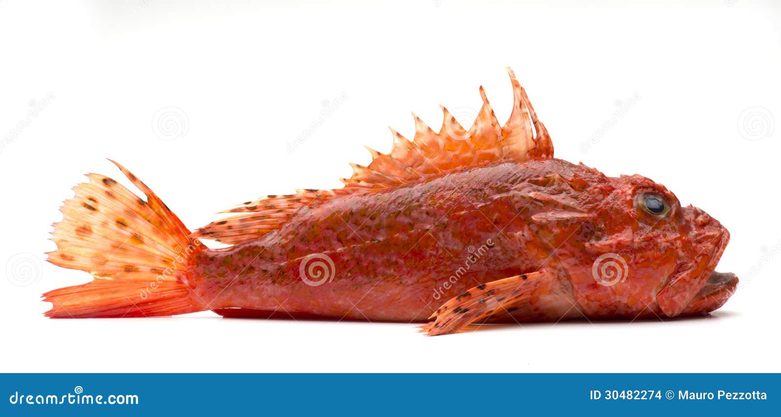 Red fish stock photo. Image of white, fishing, food, close - 30482274