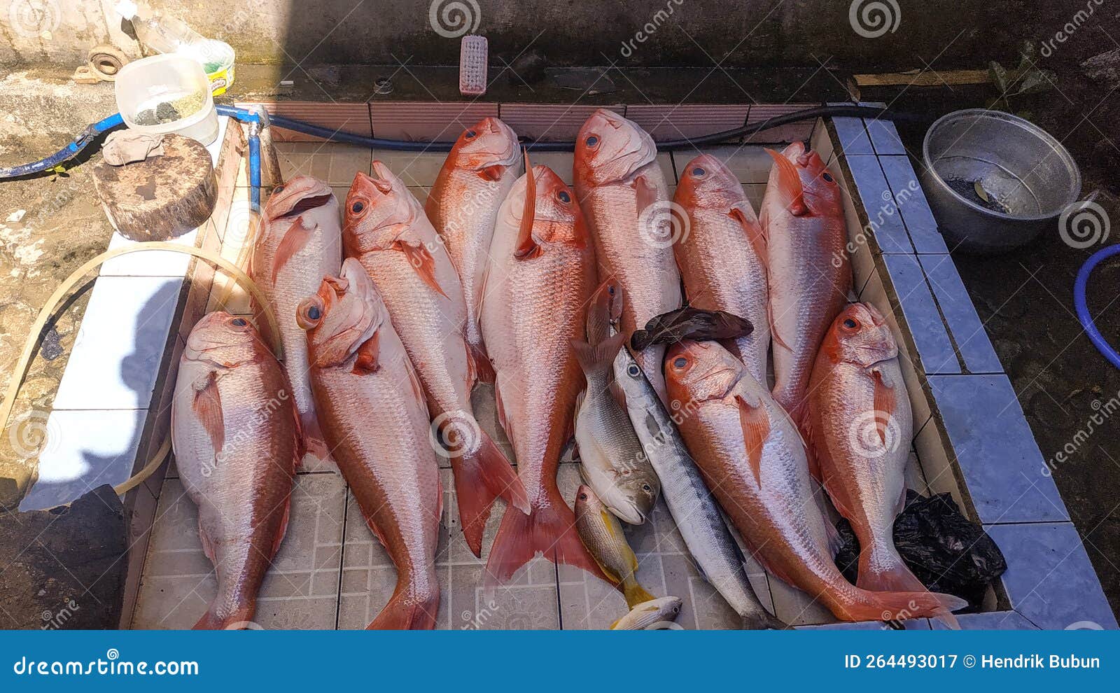 Red Fish and Kerapu on the Floor Stock Image - Image of taste, ocean ...