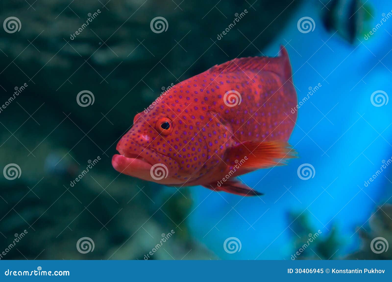 Red fish stock image. Image of carnivorous, large, jump - 30406945
