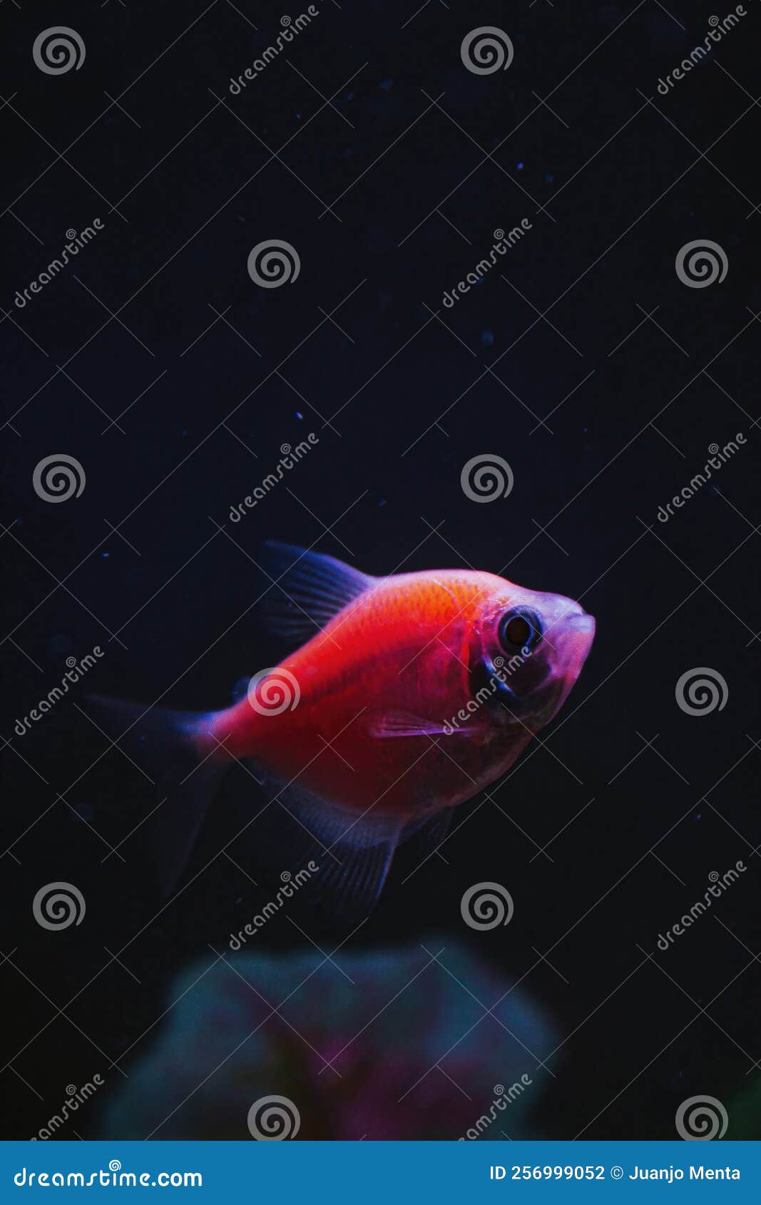 Red Fish with Neon Colors Dark Background with Copy Space Stock Photo ...
