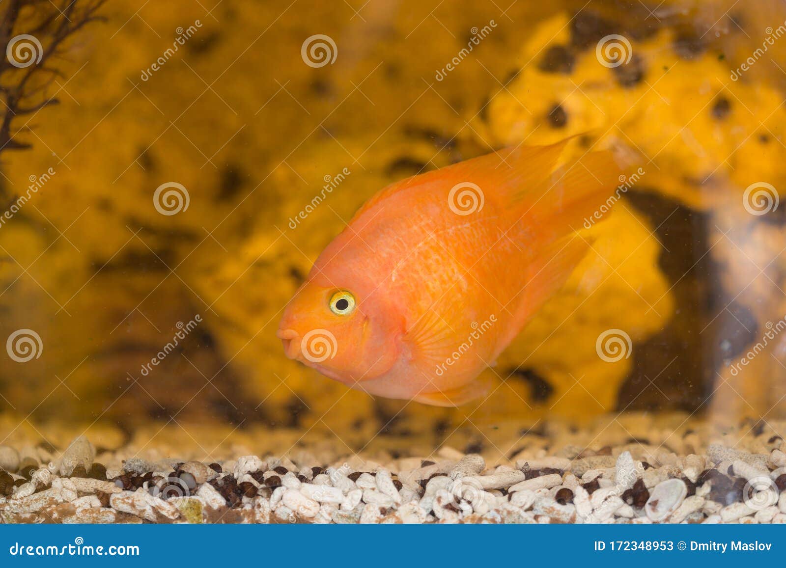 Red fish parrot stock image. Image of decorative, water - 172348953