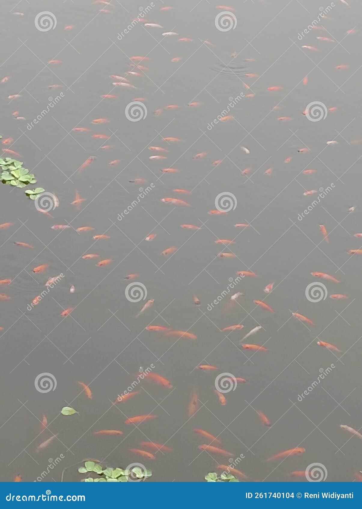 Red Fish in Poll after Rain Stock Photo - Image of rain, natural: 261740104