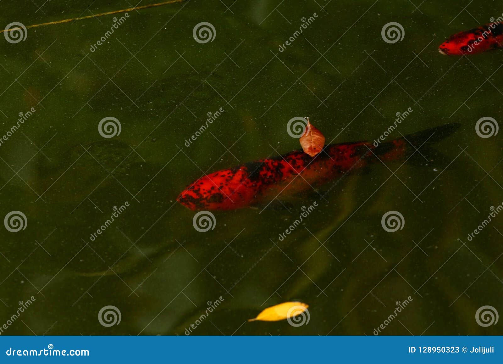 Red fish stock image. Image of water, fishes, plants - 128950323