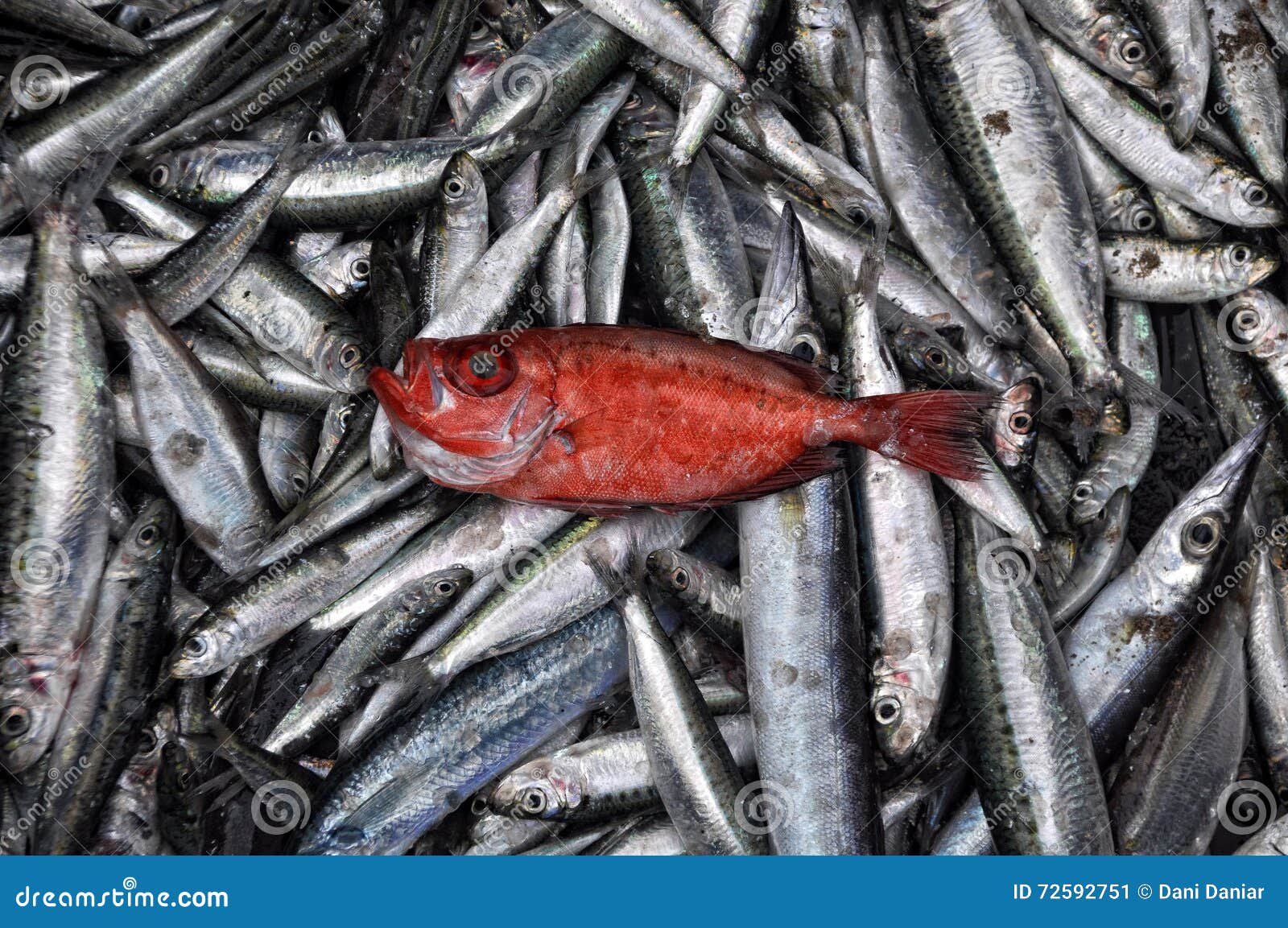 Red Fish stock image. Image of sealife, fisherman, seafood - 72592751