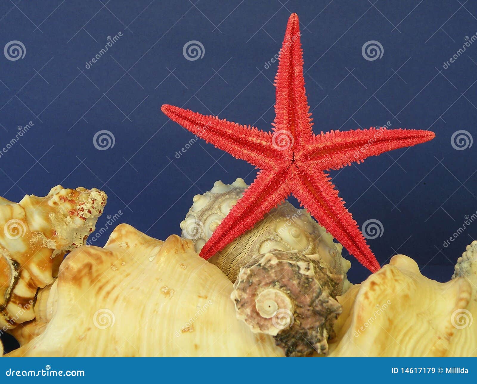Red fish star and shells stock image. Image of shells - 14617179