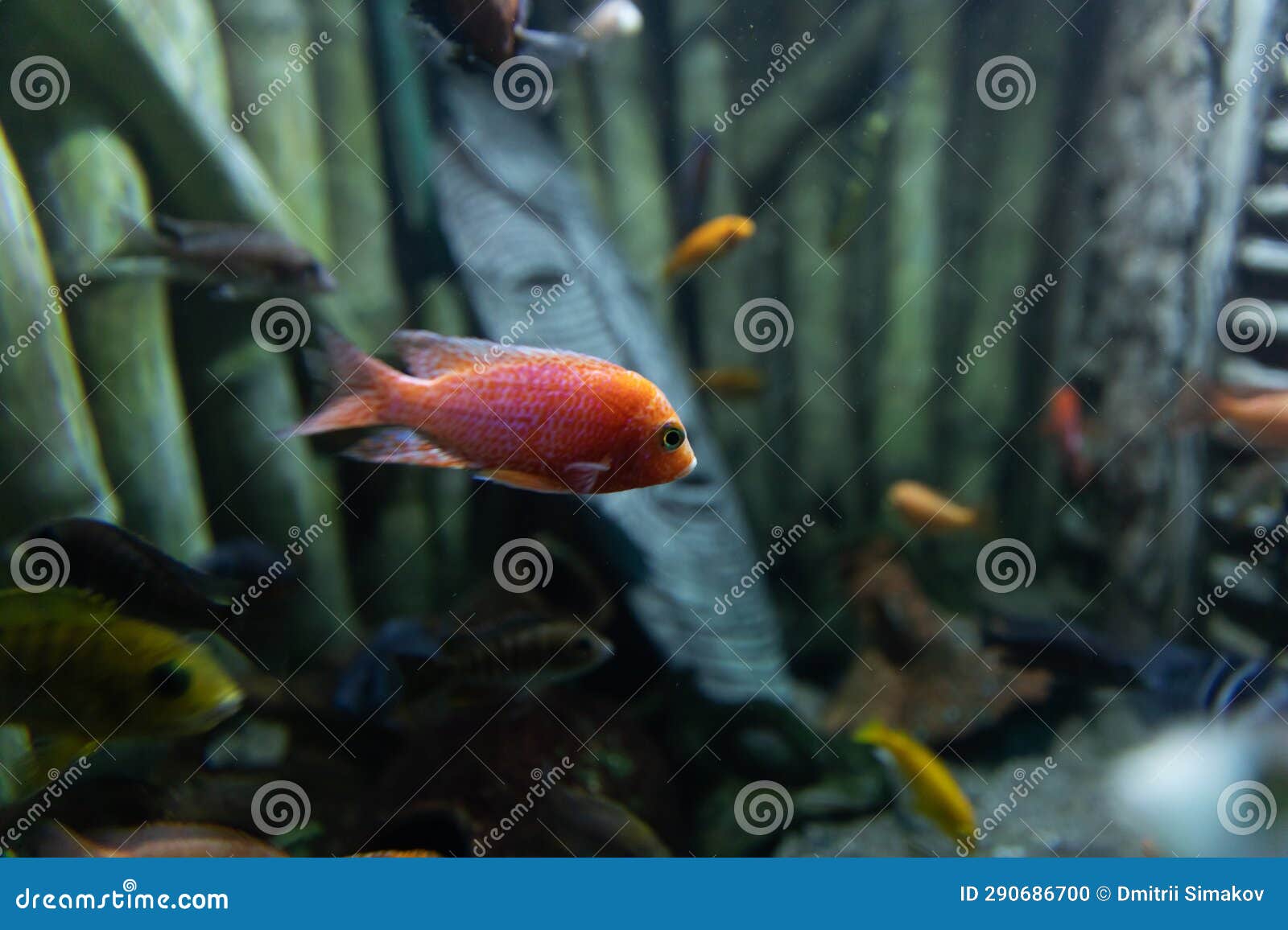 Red Fish Swim in the Water in the Aquarium Stock Photo - Image of swim ...