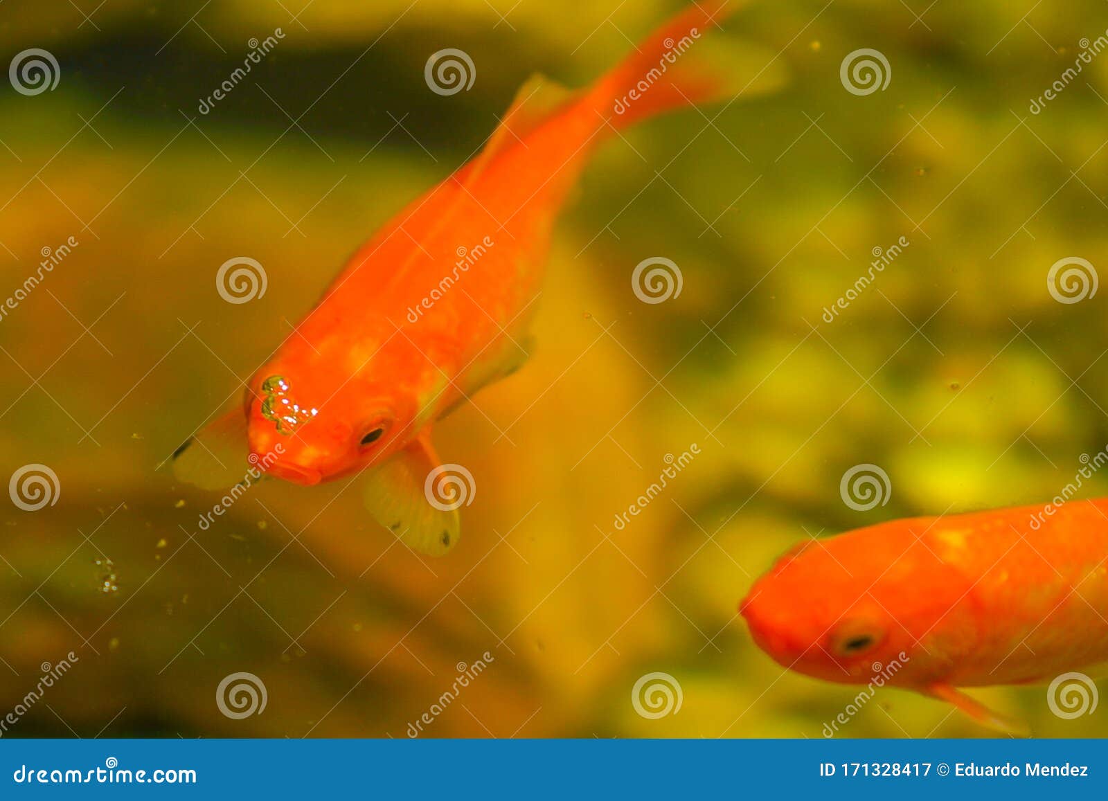 Red fish stock image. Image of animal, fish, swimming - 171328417