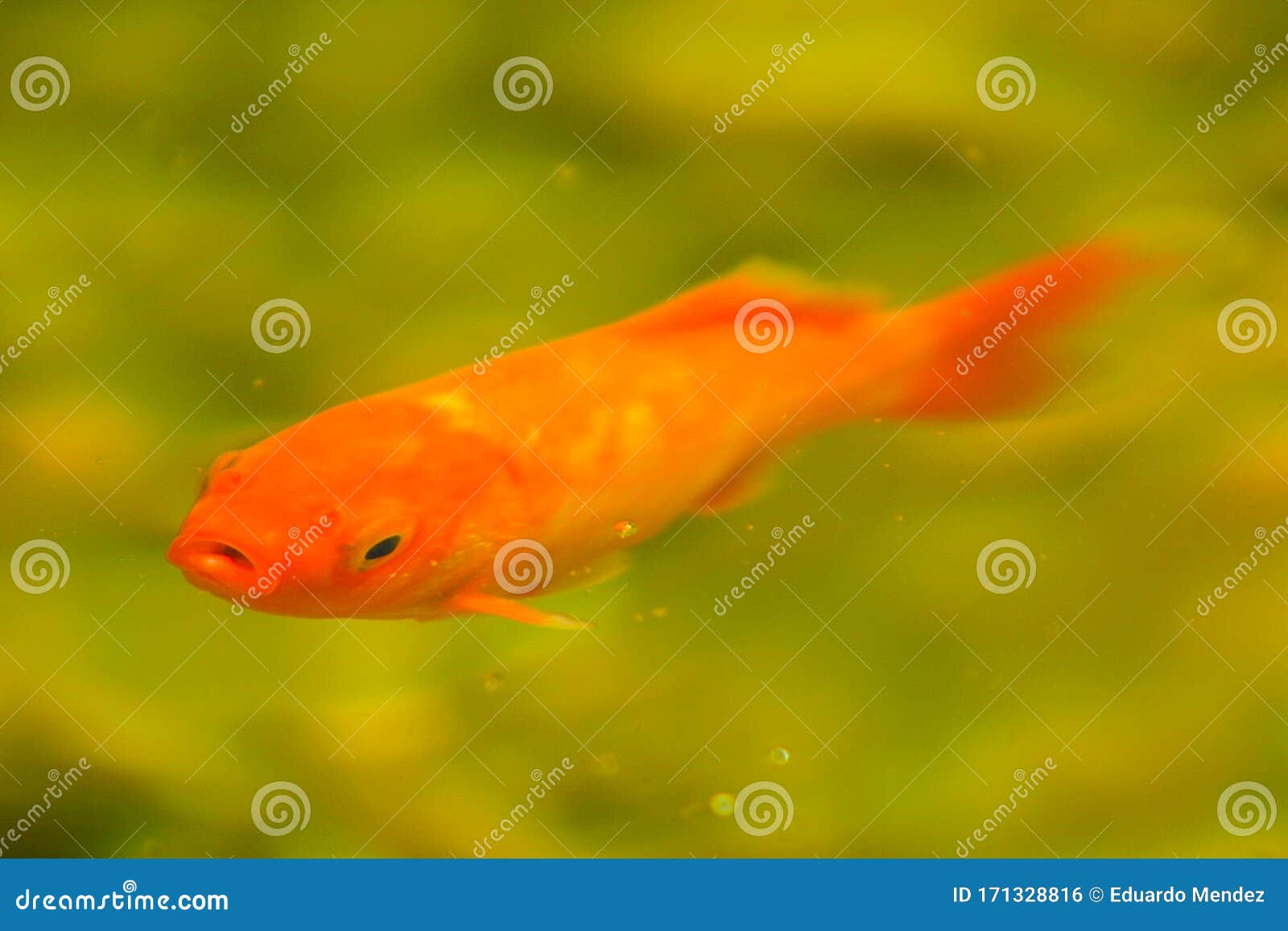 Red fish stock photo. Image of swimming, fishbowl, scales - 171328816