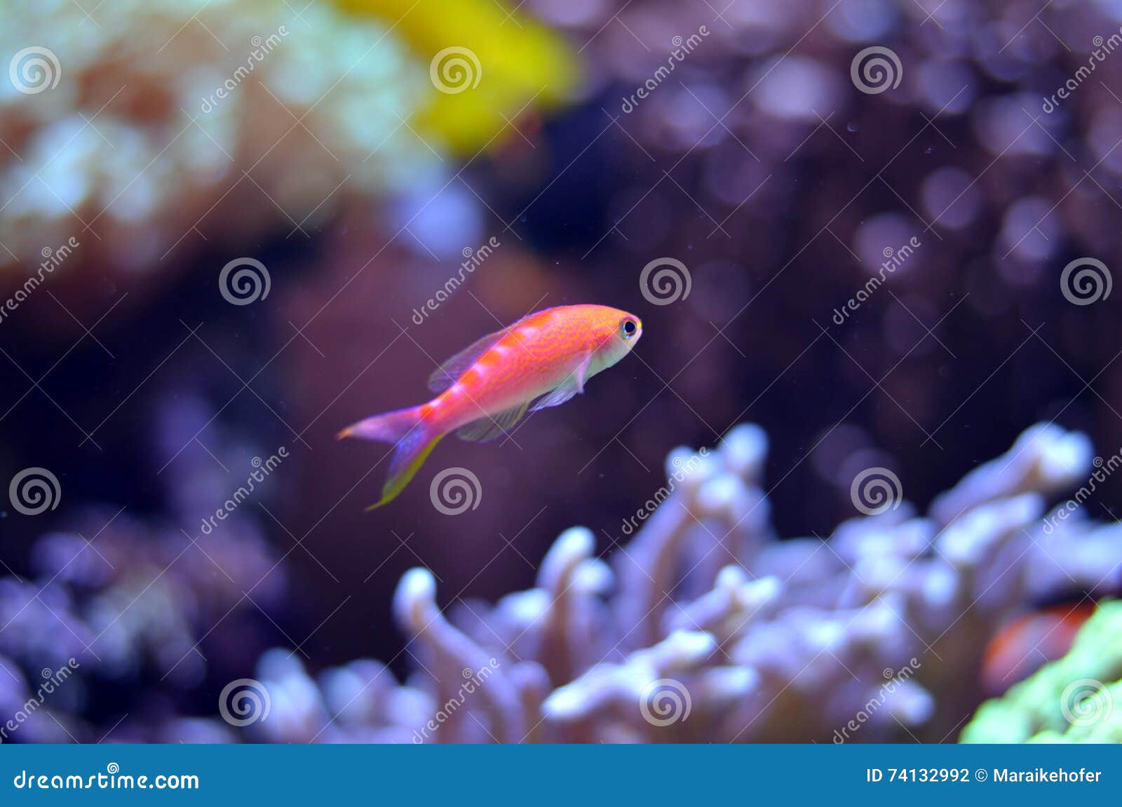 Red Fish Swimming in Sea Water Stock Photo - Image of ecosystem, egypt ...