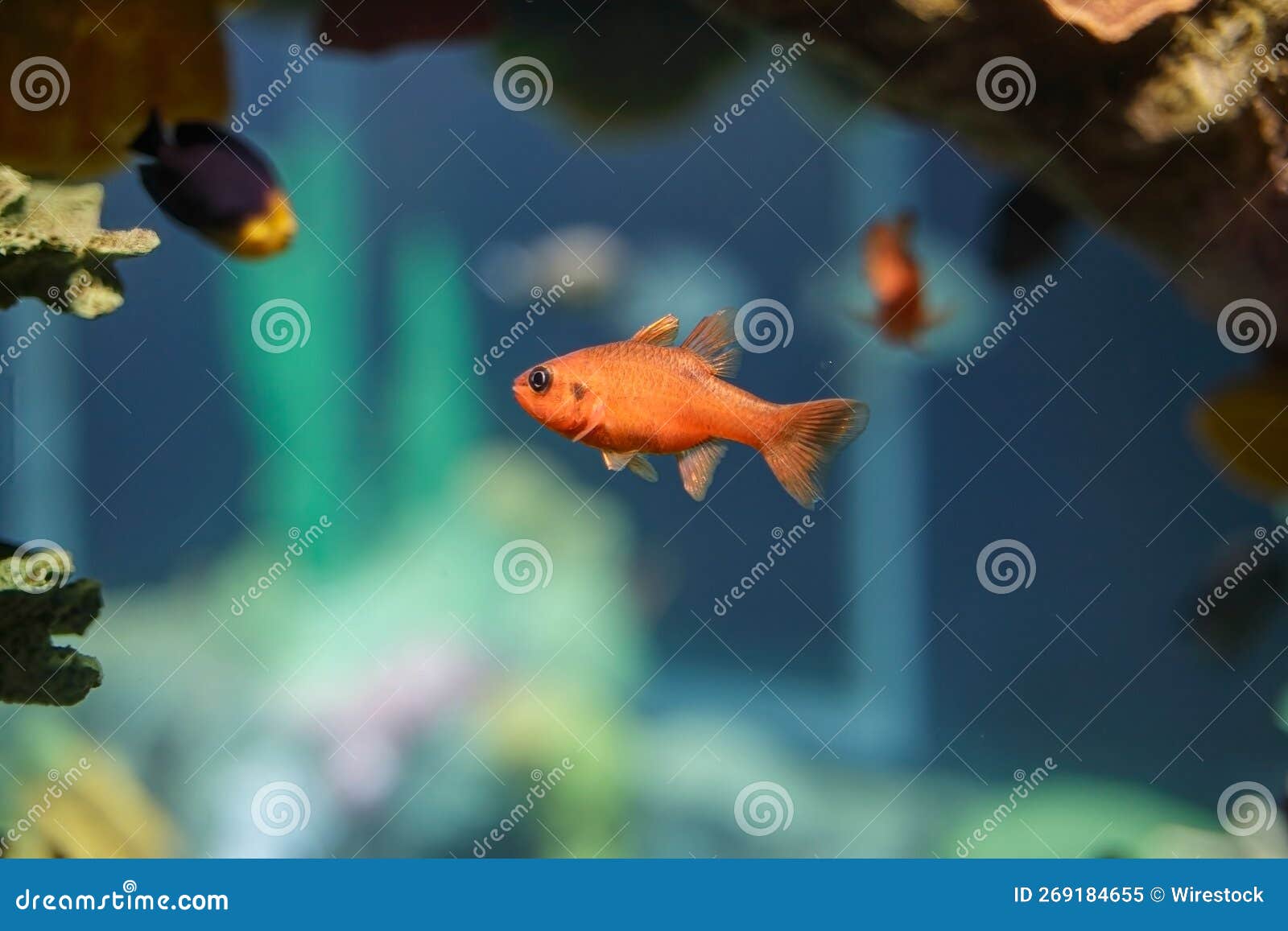 Red fish swimming in water stock image. Image of reef - 269184655