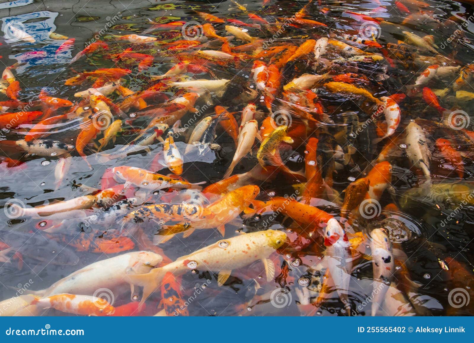 Red fish in the water stock photo. Image of goldfish - 255565402