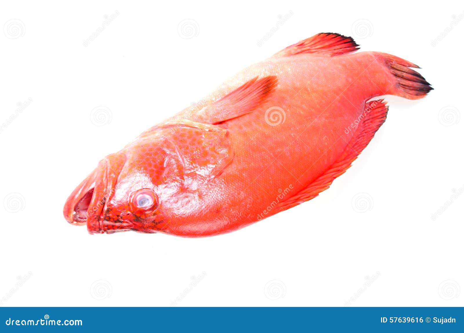 Red Fish on a White Background Stock Photo - Image of nature, close ...