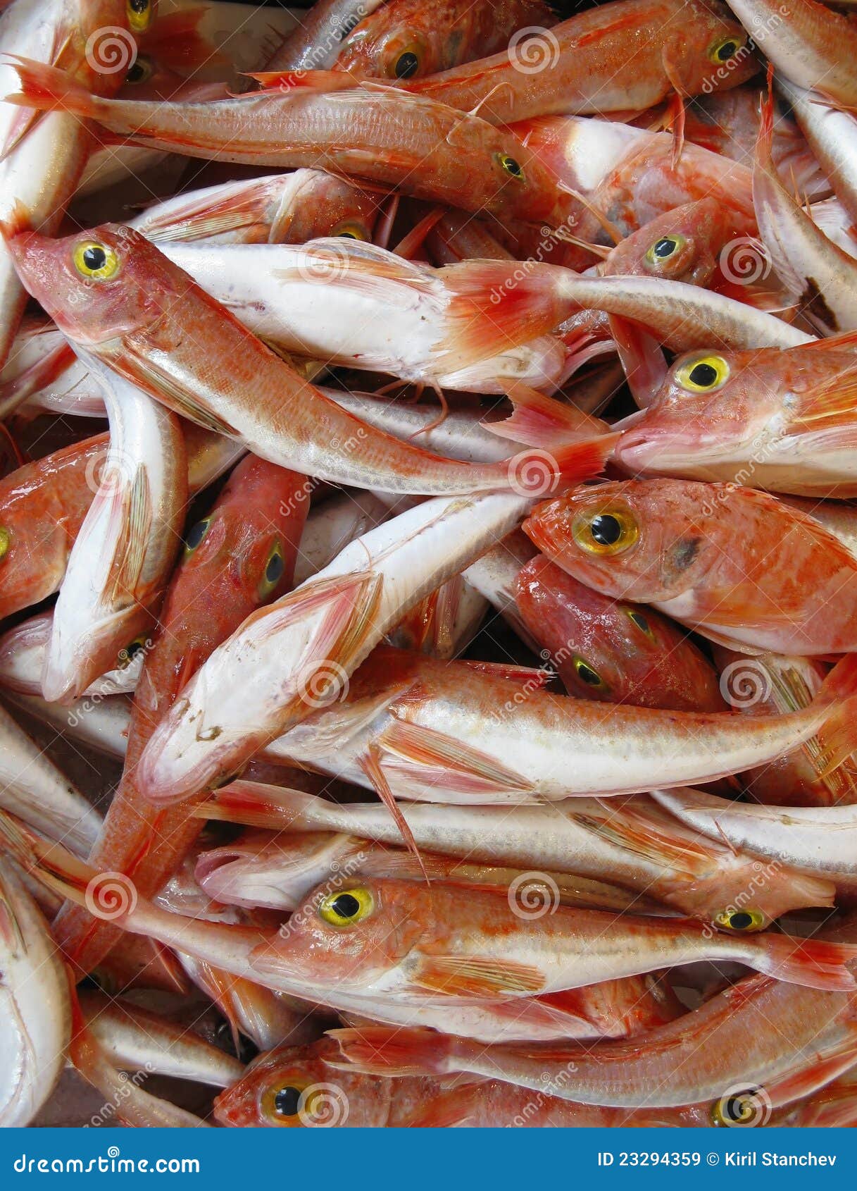 Red Fish with Yellow Eyes stock image. Image of seafood - 23294359